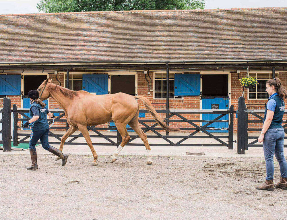 Pinworms In Horses- The Ultimate Guide | Clarendon Equine