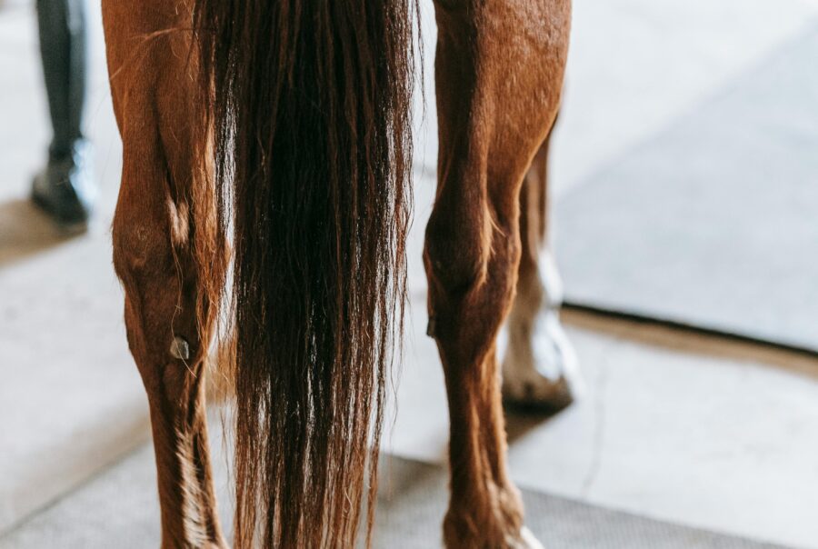How To Become An Equine Veterinarian | Clarendon Equine