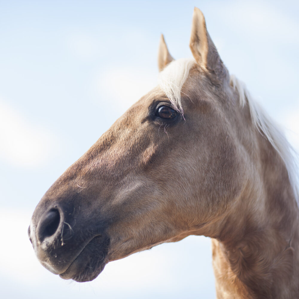 Pinworms In Horses- The Ultimate Guide | Clarendon Equine